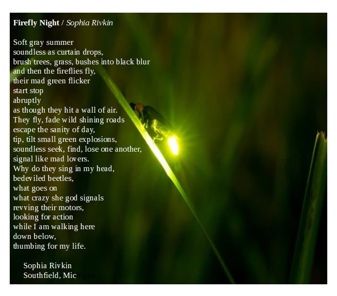 Firefly Nights / Sophia Rivkin – Poetry Society of Michigan
